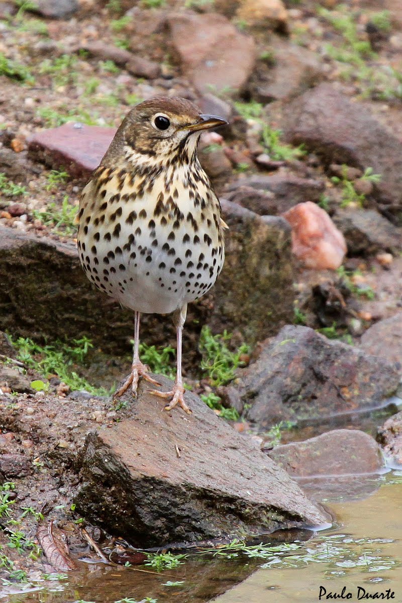 A arte de debicar: Tordo-comum ou Tordo-musical