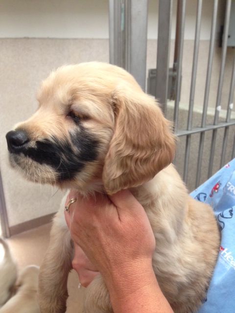 een labrador met twee kleuren | HondenForum