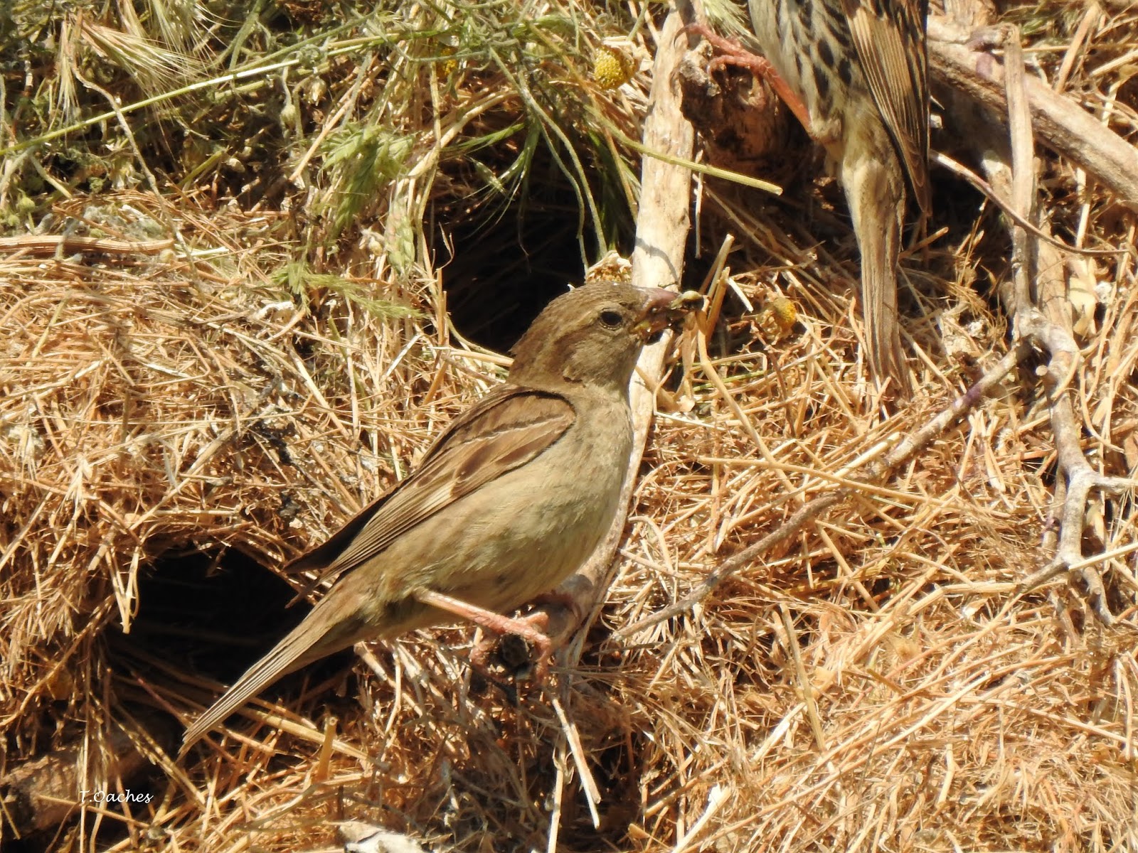 PASARI DIN ROMANIA: VRABIE NEGRICIOASA (2), Passer hispaniolensis