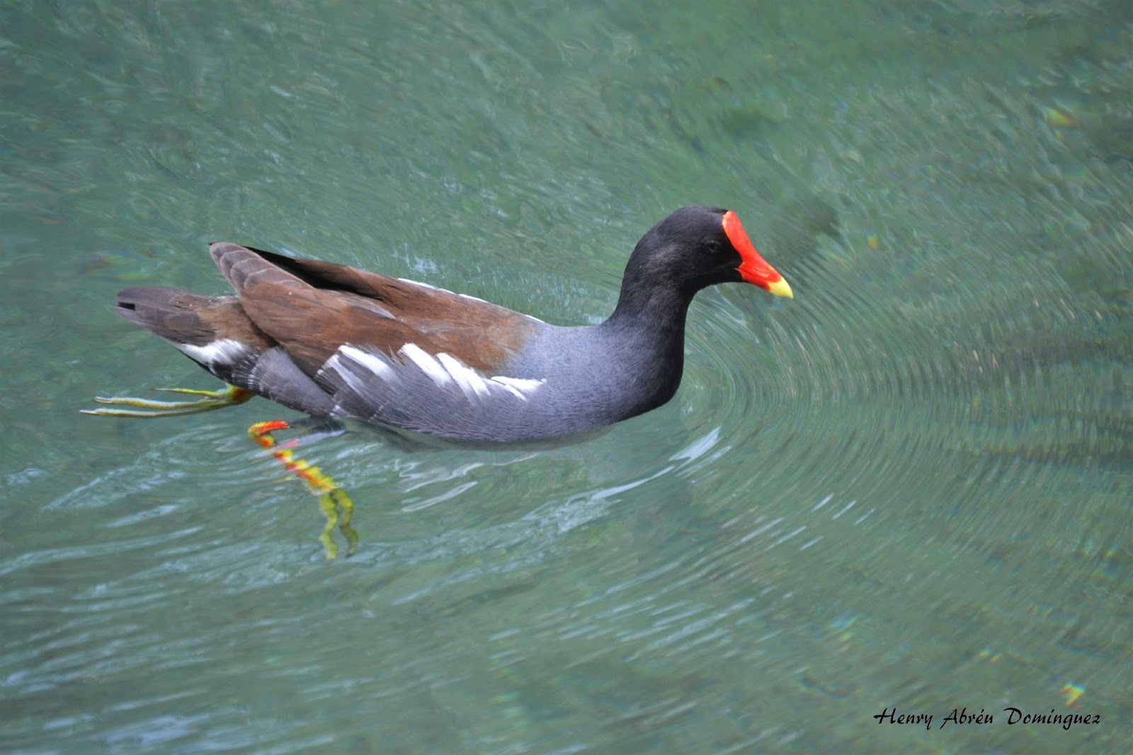 Gallareta de Pico Rojo. | Fauna Dominicana