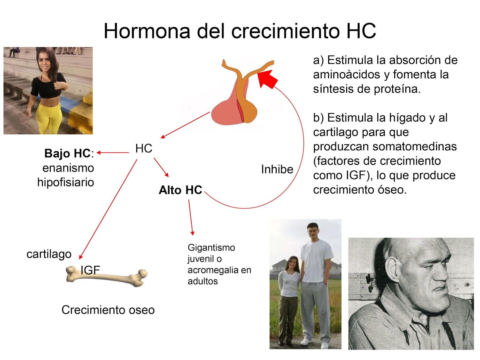Primer Nivel de Enseñanza Media (1°-2° Medio): Sistema endocrino Primer Nivel de Enseñanza Media (1°-2° Medio): Sistema endocrino