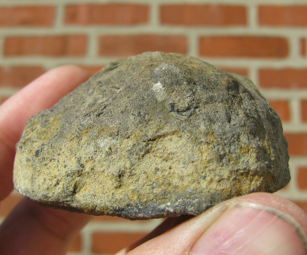 Views of the Mahantango: Favosites sphaericus coral from the Kalkberg ...