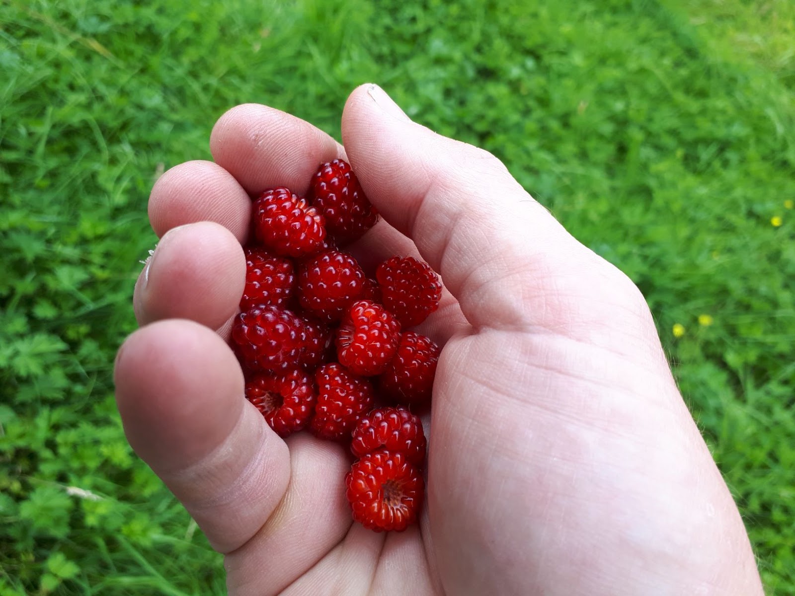 An English Homestead: Japanese Wineberries