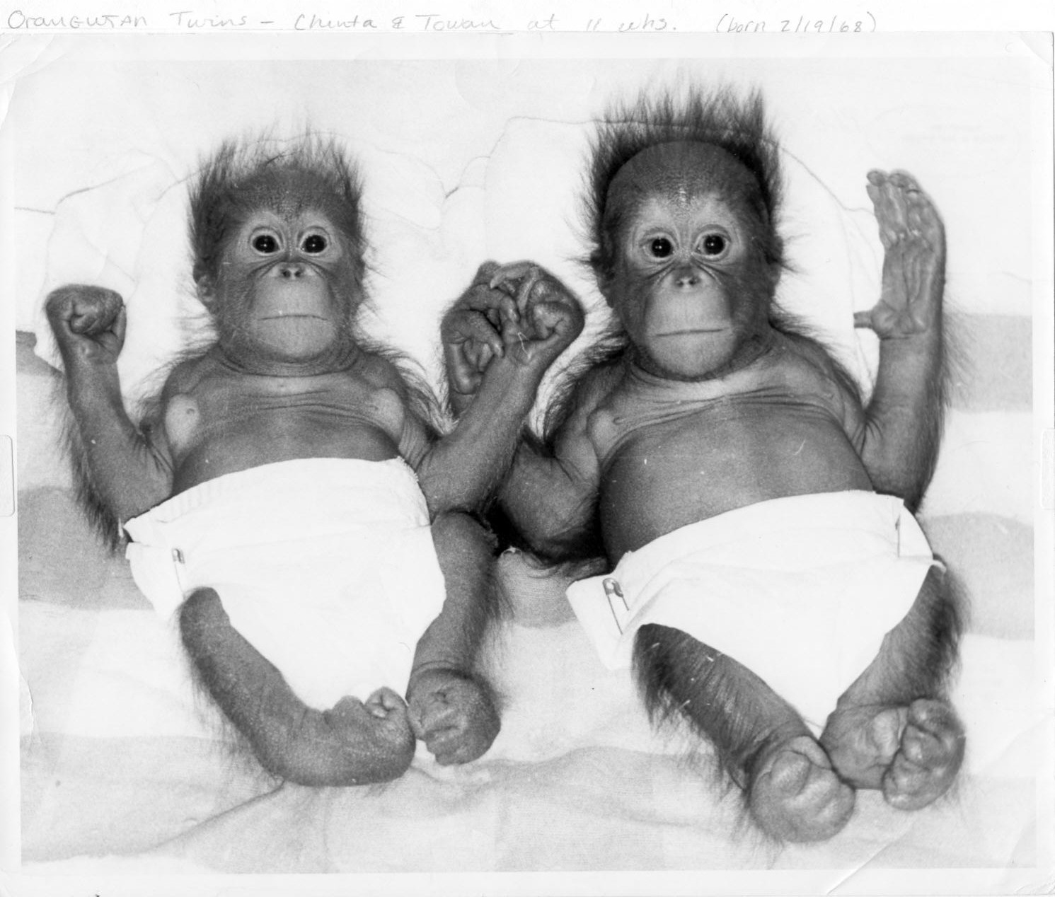 Farewell Chinta: Our Beloved, Eldest Orangutan