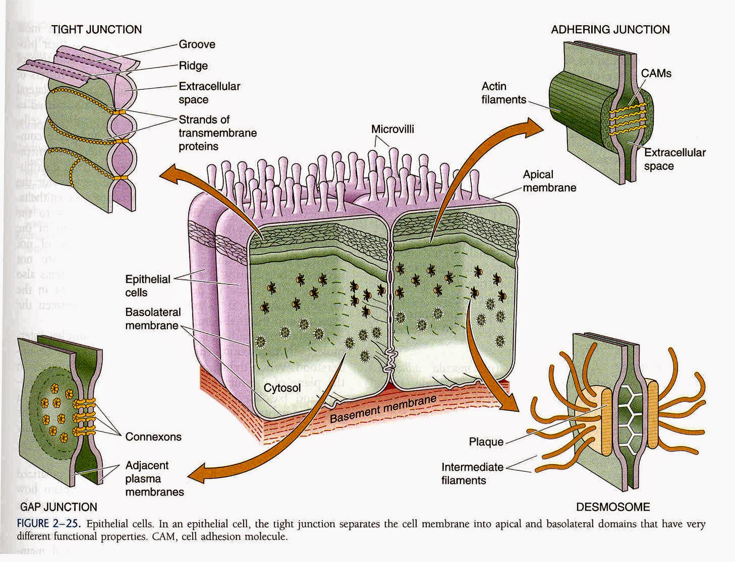 UNIONES INTERCELULARES | SEGUNDO
