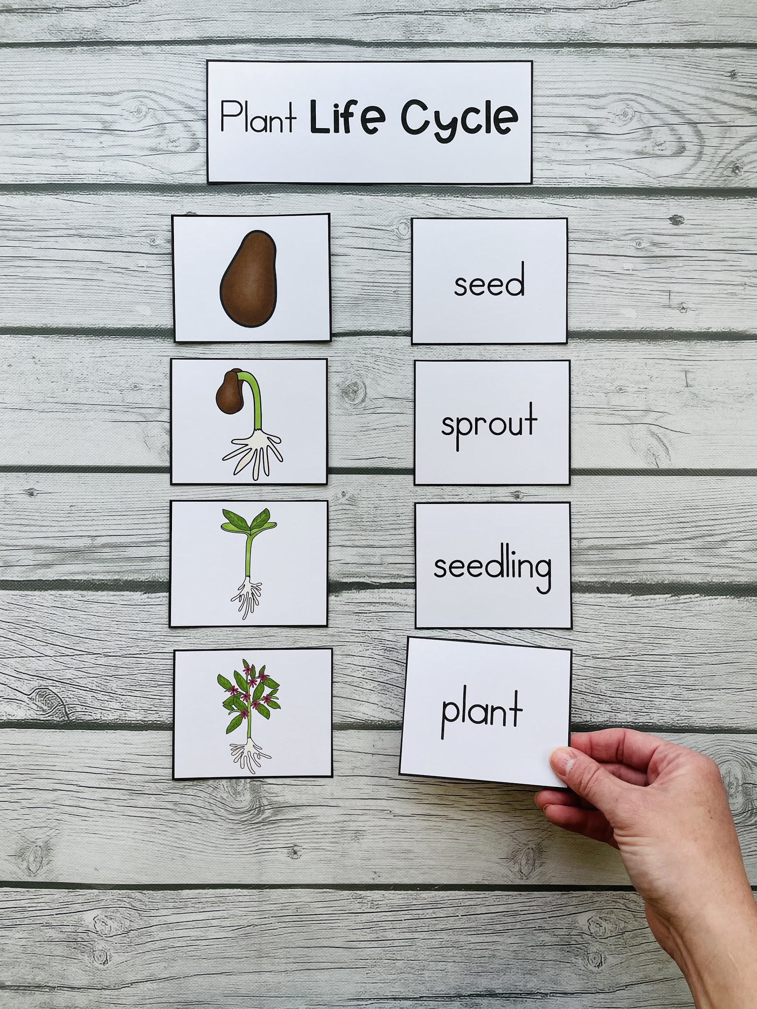 Plant Activities For Kindergarten or First Grade (Plant Needs, Life ...