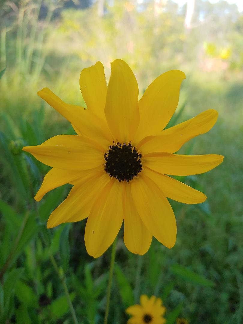 Native Florida Wildflowers: Muck Sunflower - Helianthus simulans