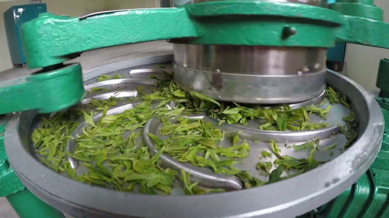 What actually Green Tea is?