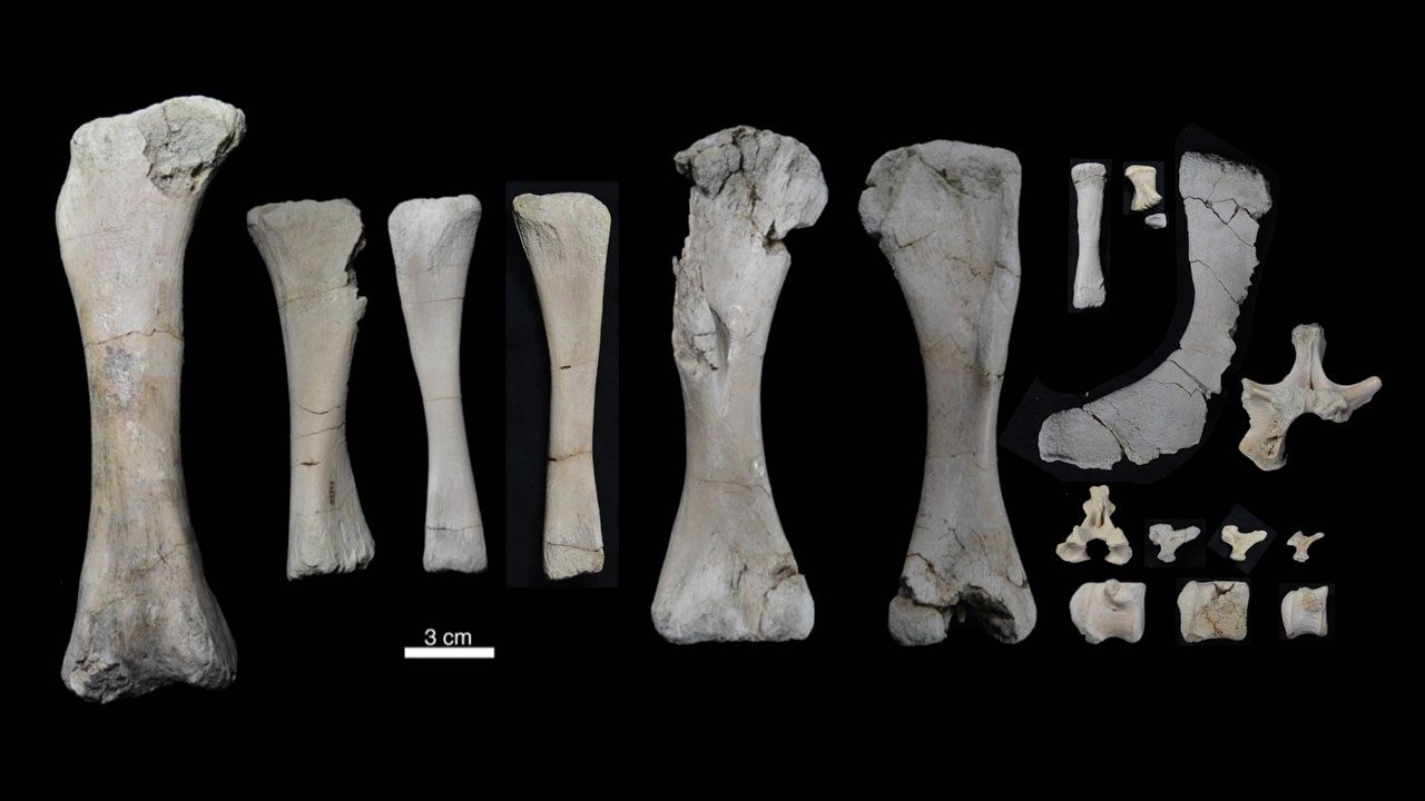 Species New to Science: [Paleontology • 2016] A Tiny Titanosaur ...
