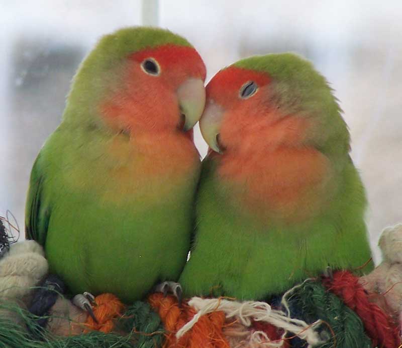 A+a=Z: Itty Bitty Lovebirds