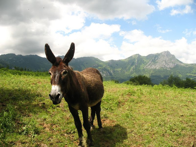 seguir la senda: EL ASNO SALVAJE Y EL DOMÉSTICO.