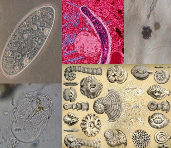 Ciri-Ciri Protista - Belajar Sains