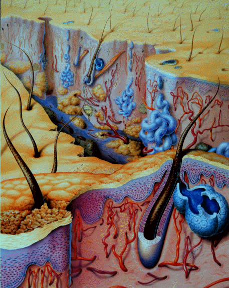 DERMATOLOGÍA : CANCER DE PIEL Y LUNARES