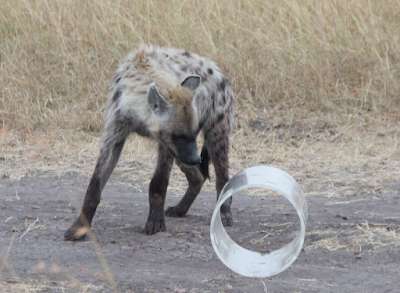 Notes From Kenya: MSU Hyena Research: Self-control matters in spotted ...