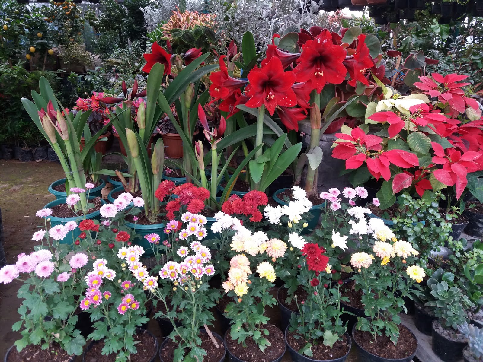 Taman Wisata Kopeng ~ Tempat Wisata Di Jogja