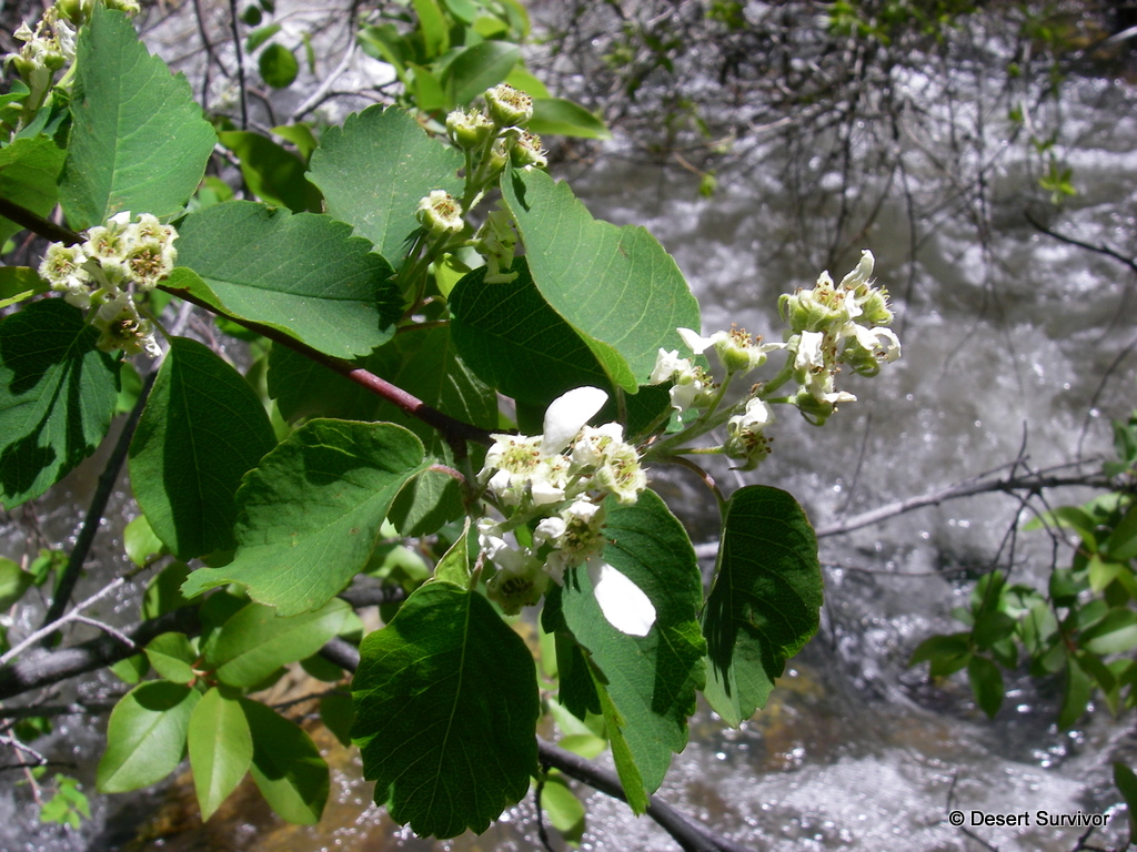 A Plant a Day: Saskatoon Serviceberry - Amelanchier alnifolia