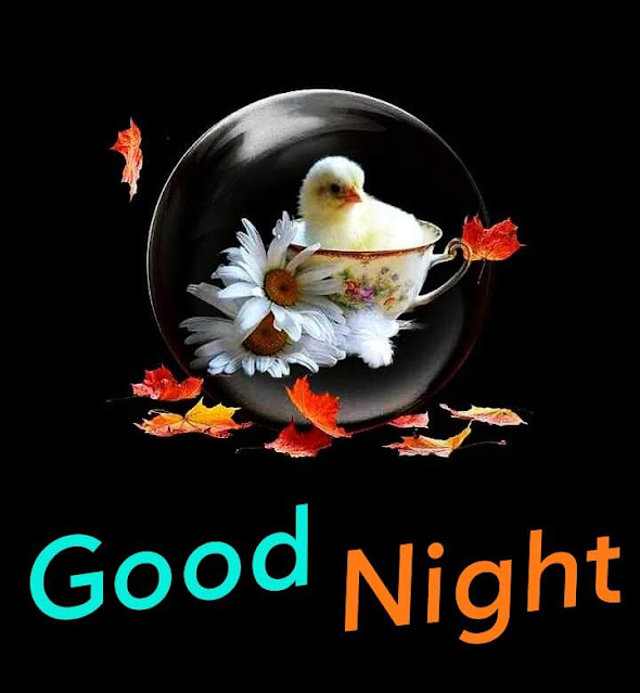 30+ Cute Good Night Images || Beautiful Good Night Images || Good Night ...