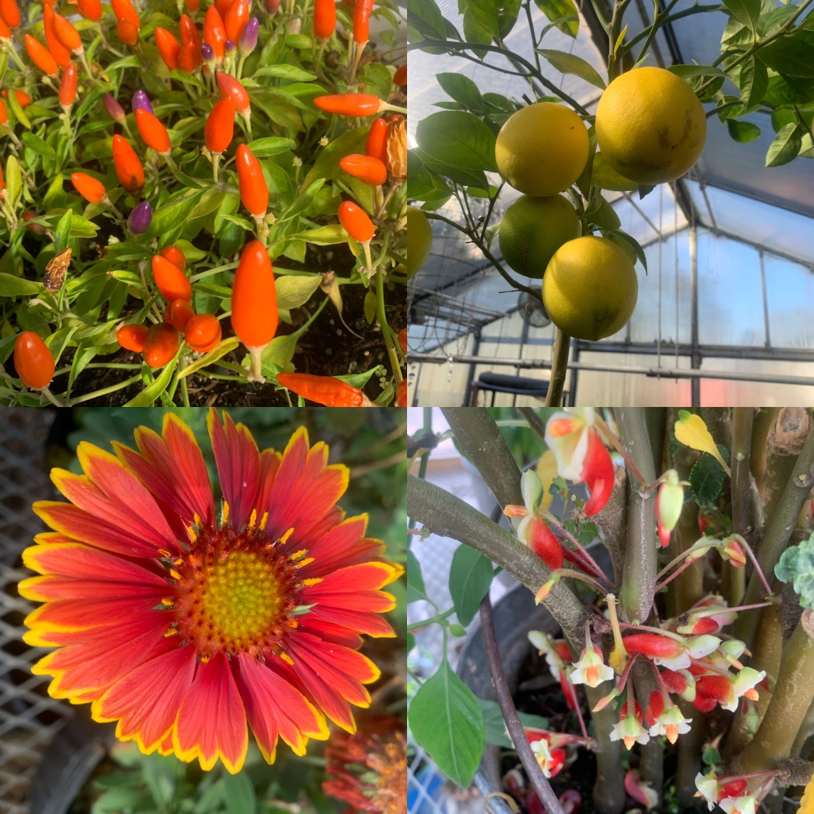 TLC Country Floral: 2019