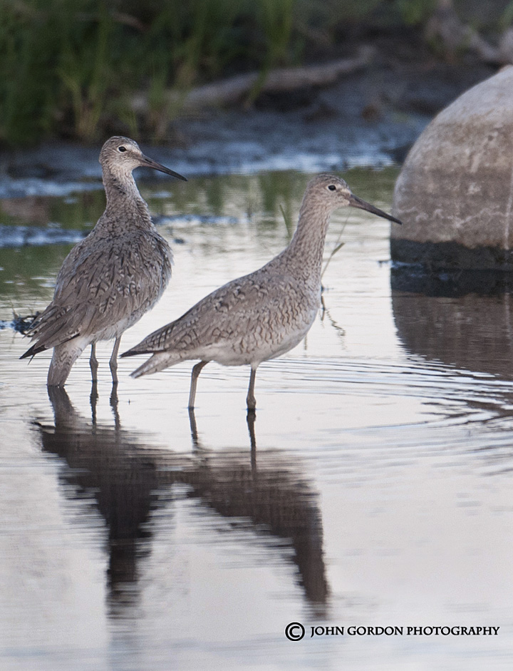 John Gordon/Listening to Birds: 'A Slough of Birds' Saskatchewan Part 2