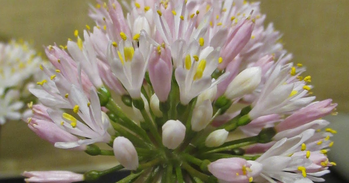 The Victorian Bulb Society: TUBEROUS BEGONIA, AMARYLLIS BELLADONNA ...