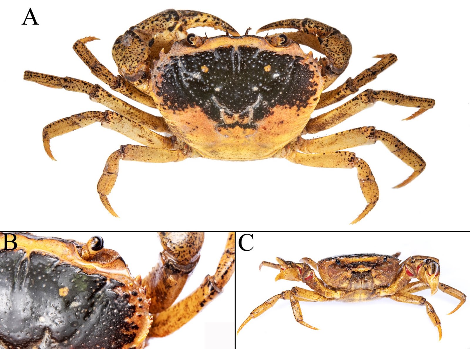 Home Décor Crustacea Metanephrops velutinus Crab Taxidermy Oddities ...