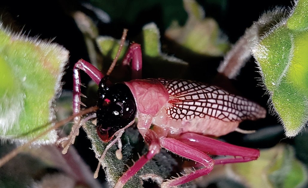 Species New to Science: [Entomology • 2020] Studies on Raspy Crickets ...