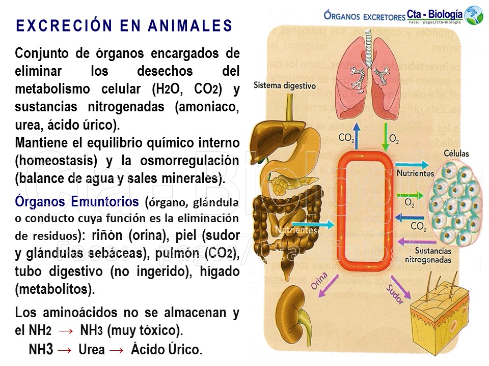 Biología didáctica: Tema: "Excreción en animales".
