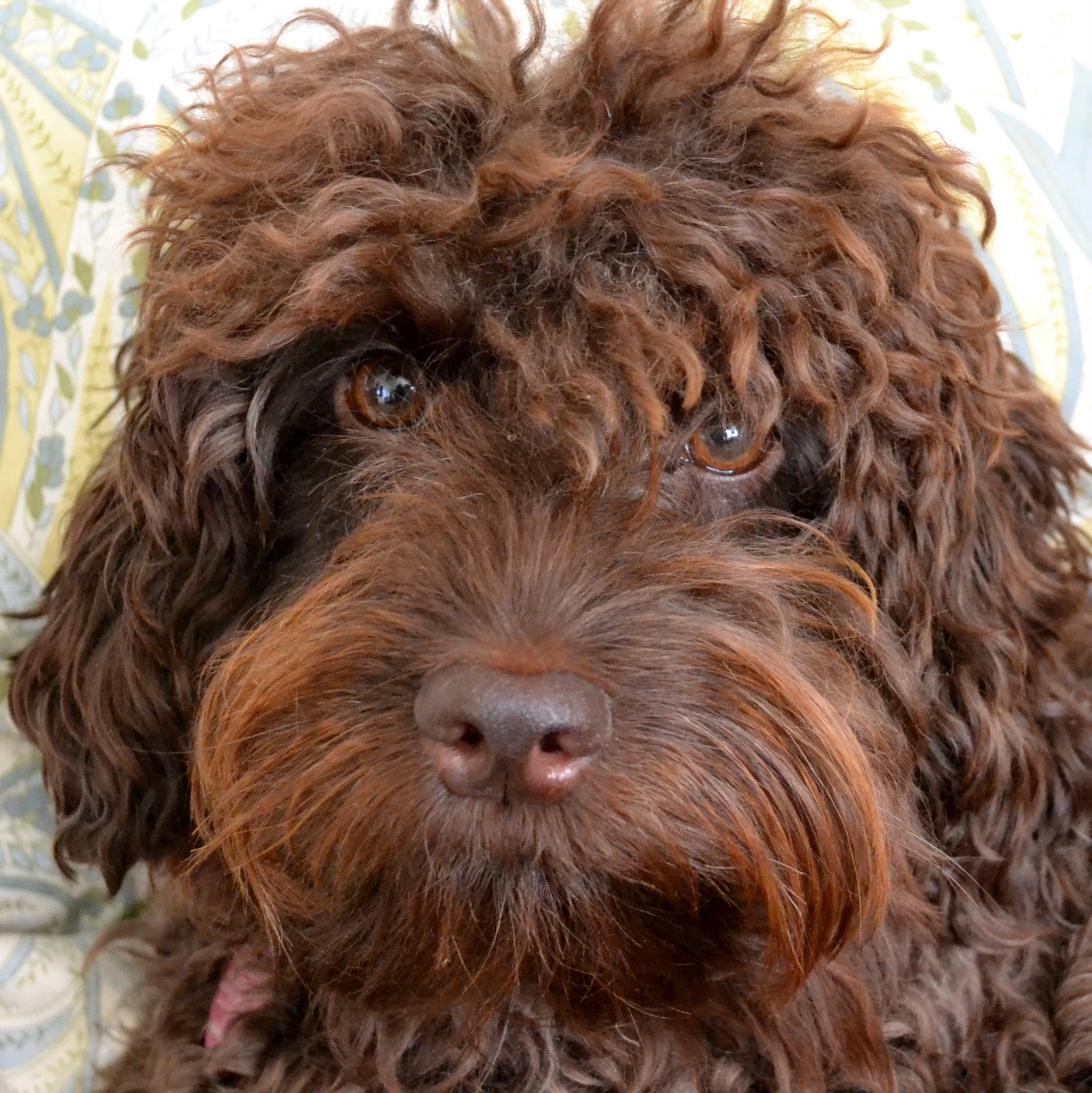 Golden Gate Labradoodles: Authentic Australian Labradoodles: Psychic ...