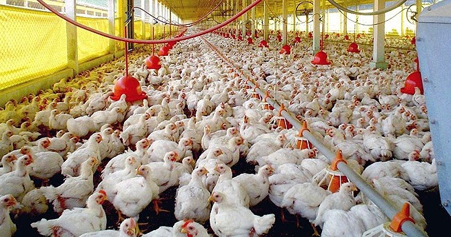 COMO COMECAR UMA CRIAÇÃO DE FRANGO DE GRANJA.