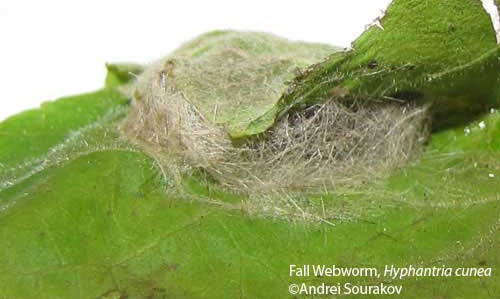 Springfield Plateau: Fall Webworms of Summer
