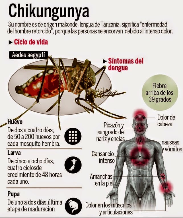 Qué es el virus chikungunya y cuales son las enfermedades..!! | Lo ... Qué es el virus chikungunya y cuales son las enfermedades..!! | Lo ...