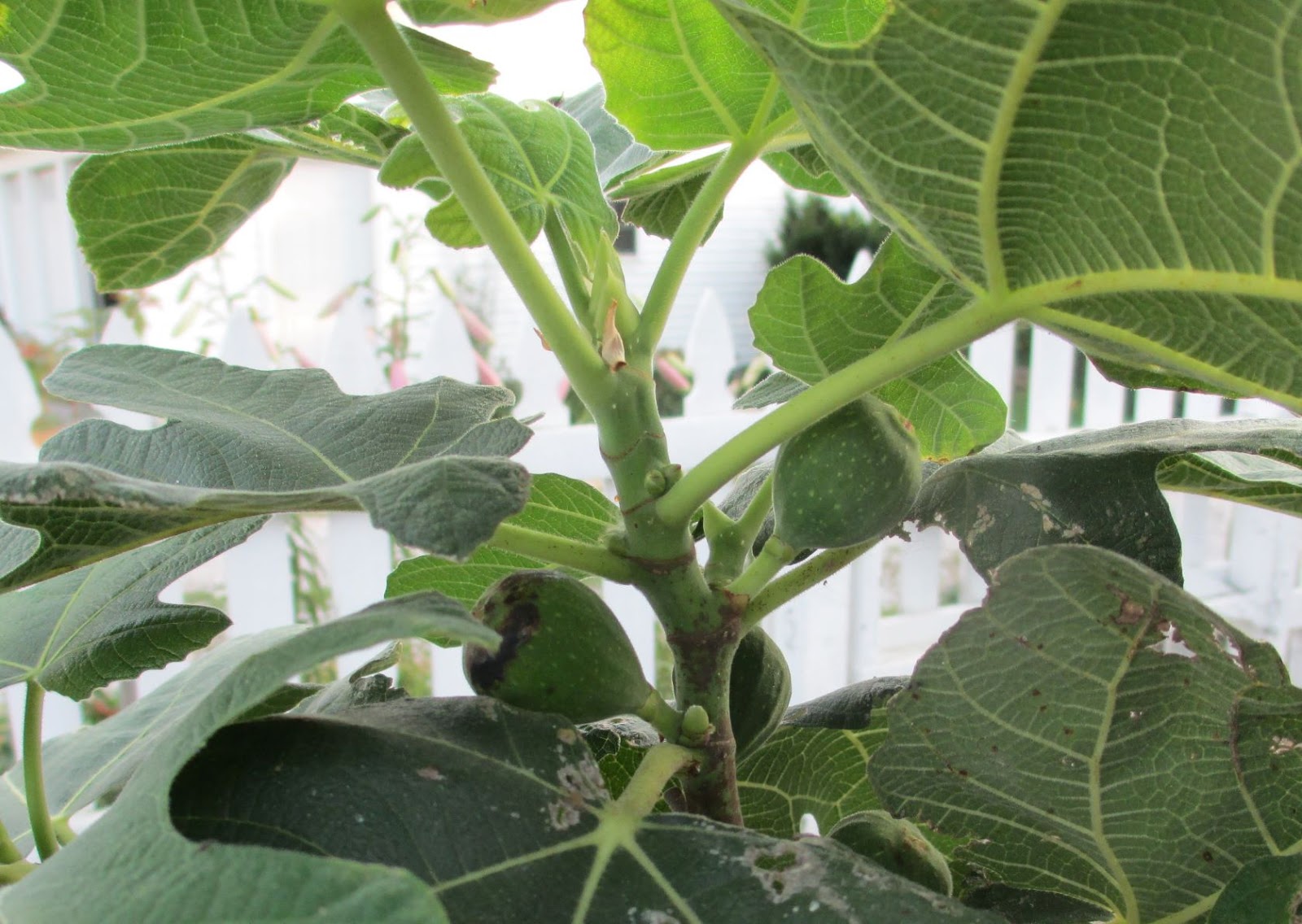 Garden Fancy: Mid-July Scenes