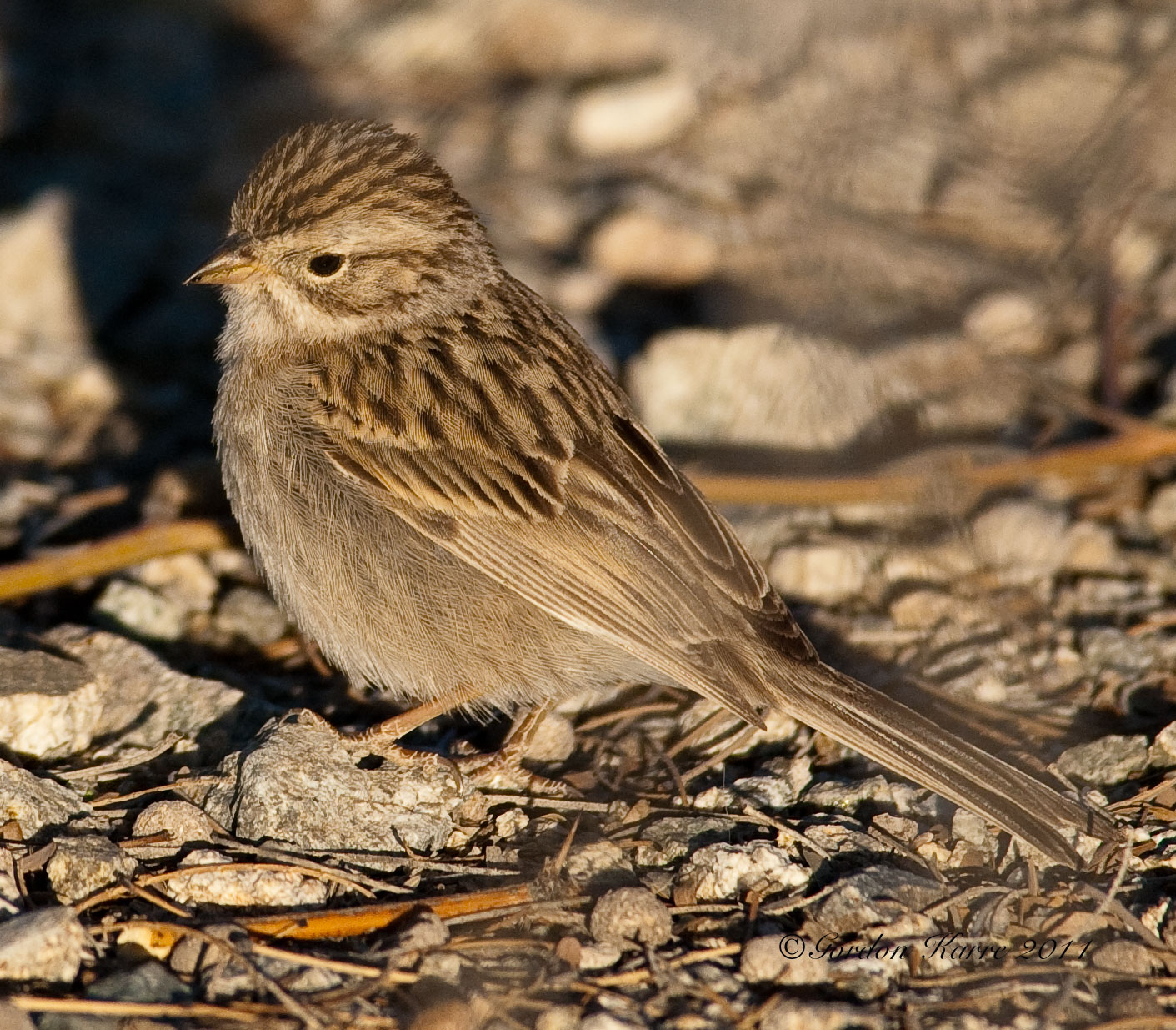 Song Sparrow X Swamp Sparrow