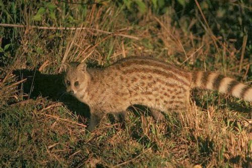 Ragam Hewan Dunia: Musang Rase