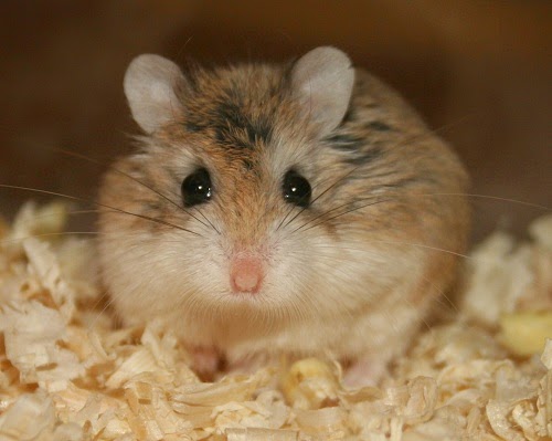 Mengenal Jenis-Jenis Hamster Peliharaan - Ragam Keistimewaan Indonesia