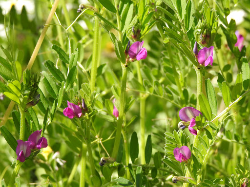 A Wild Life in the Garden and Beyond: Day 43: Common Vetch
