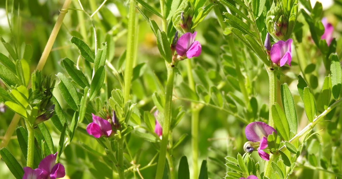 A Wild Life in the Garden and Beyond: Day 43: Common Vetch