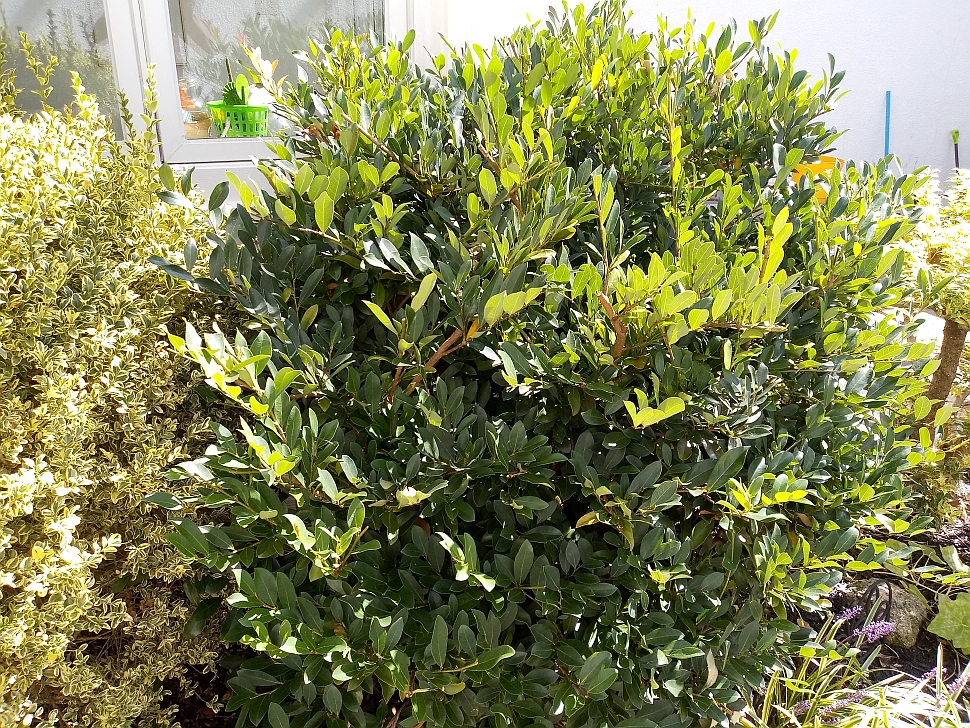 Future Plants by Randy Stewart: Isu Tree