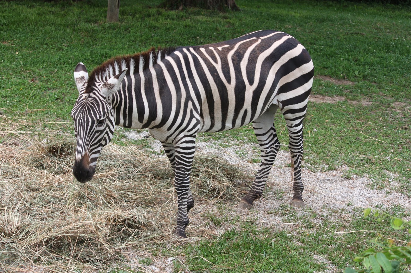 வரிக்குதிரை பற்றி அறிந்துகொள்ள நாம் காணவேண்டியதெவை? | Know Your ...