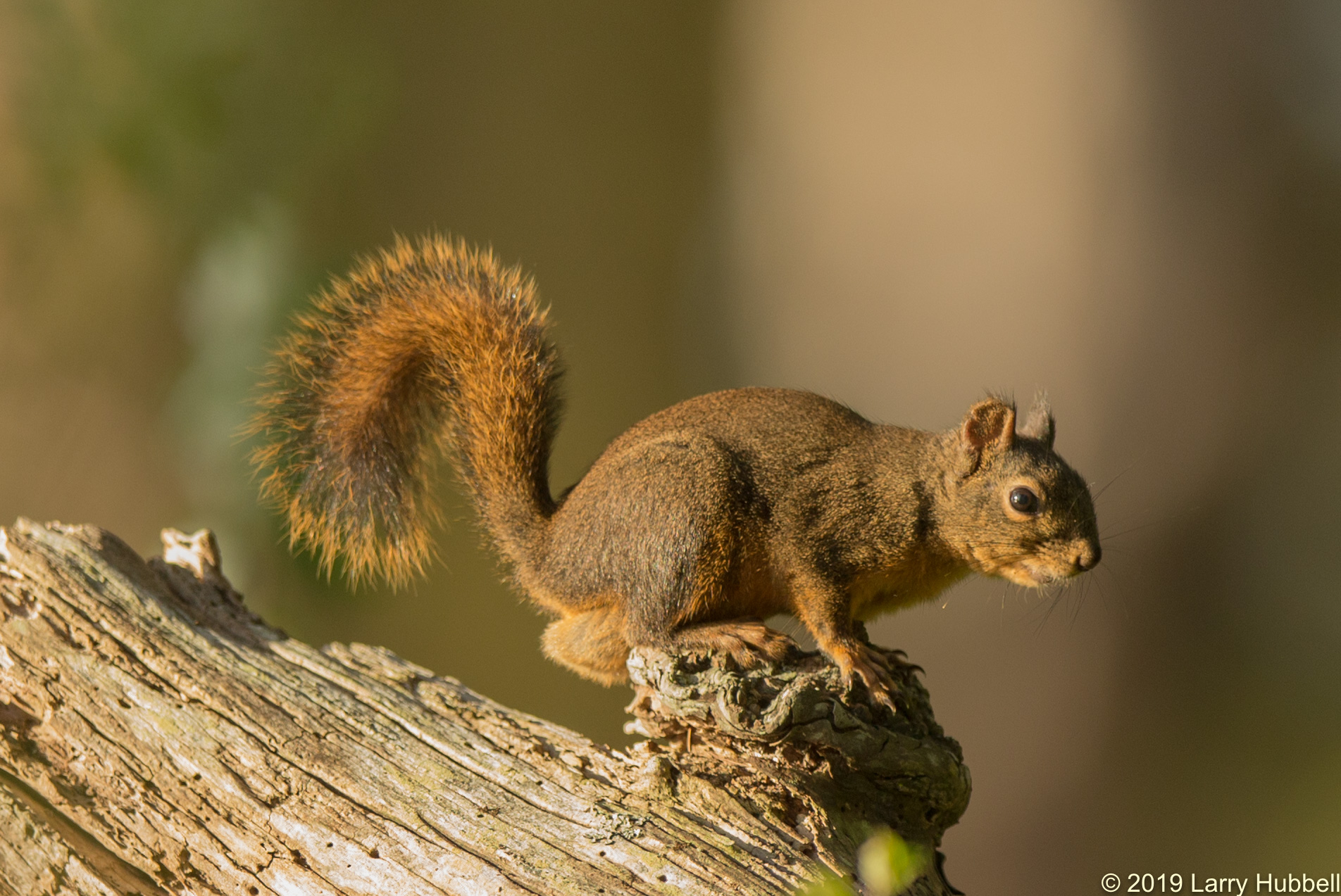 Union Bay Watch : A Chickaree Resurgence