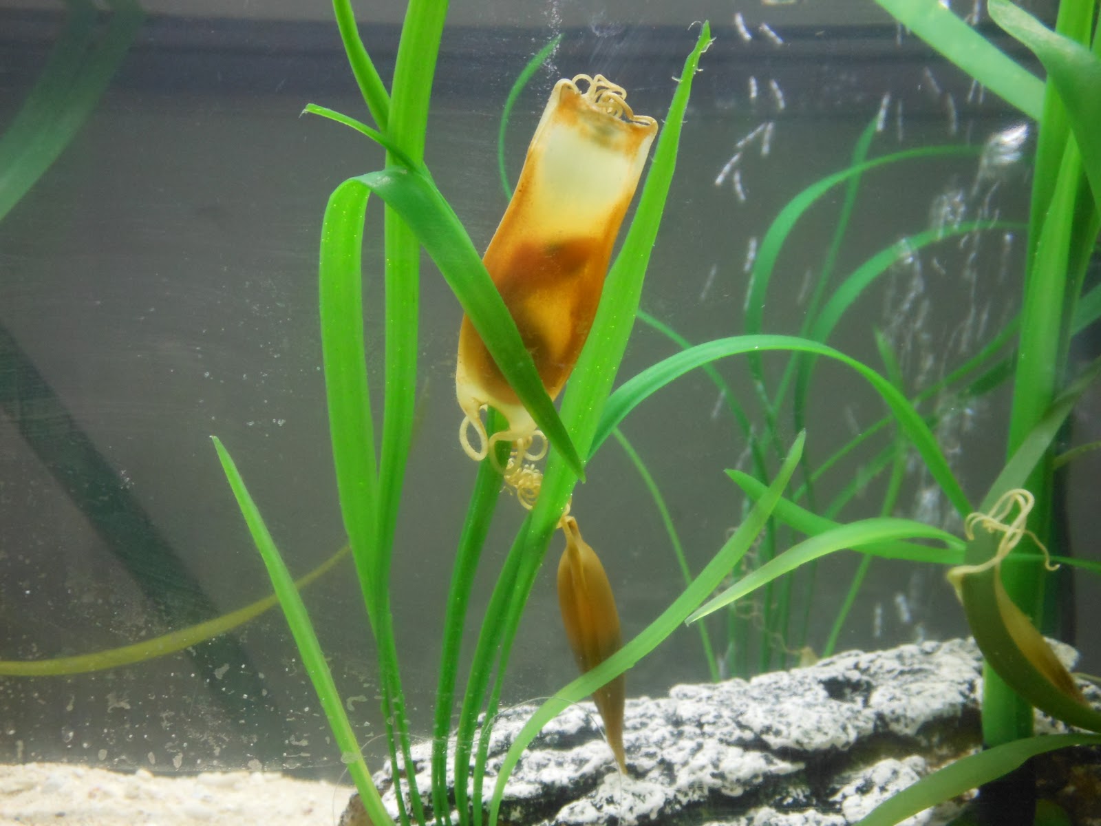 SEA LIFE München: Einzug der Haieier Teil 1