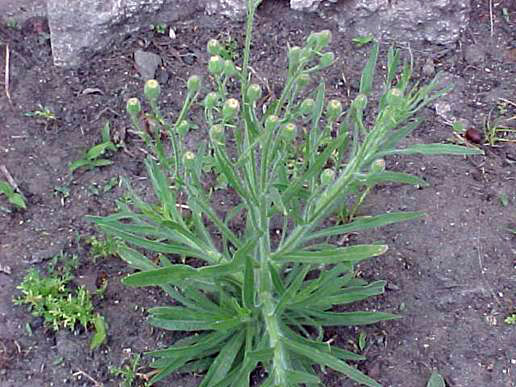 The Herb Hound: FLEABANE