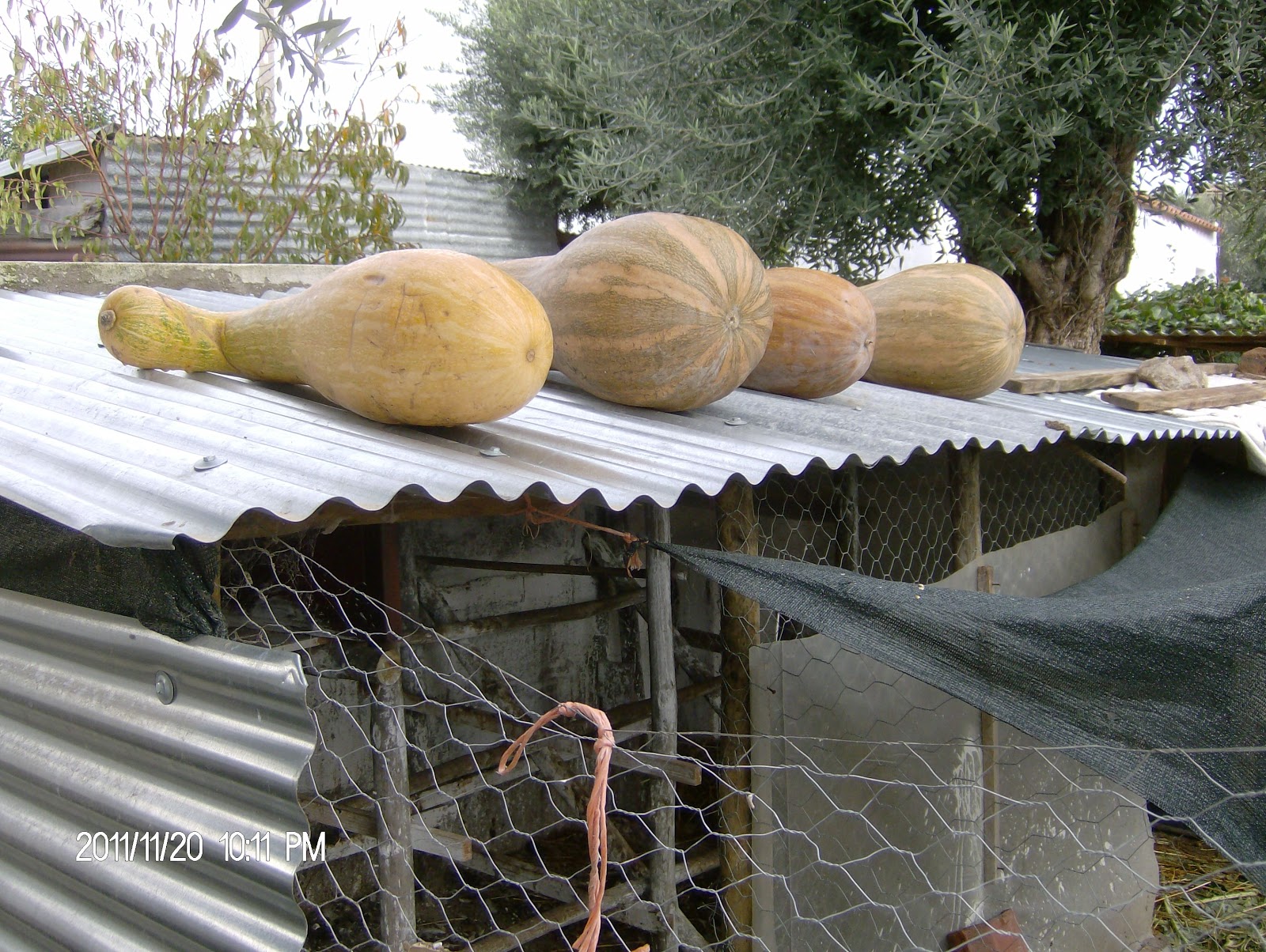 A HORTA DO JOÃO: Aboboras e mogangos