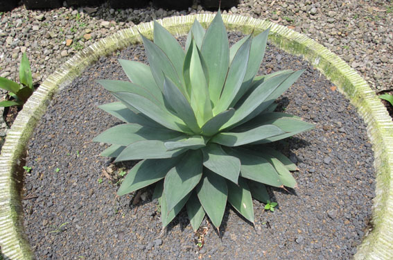 Koleksi Bunga Agave ~ Rumah Agave