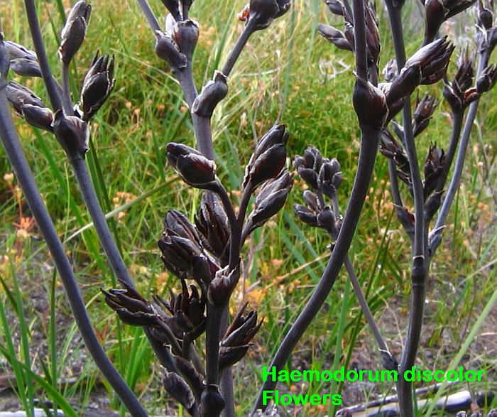 Esperance Wildflowers: Haemodorum discolor – Bloodroot