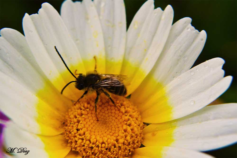 Insectos posados en las flores | Mamen Diez Photography