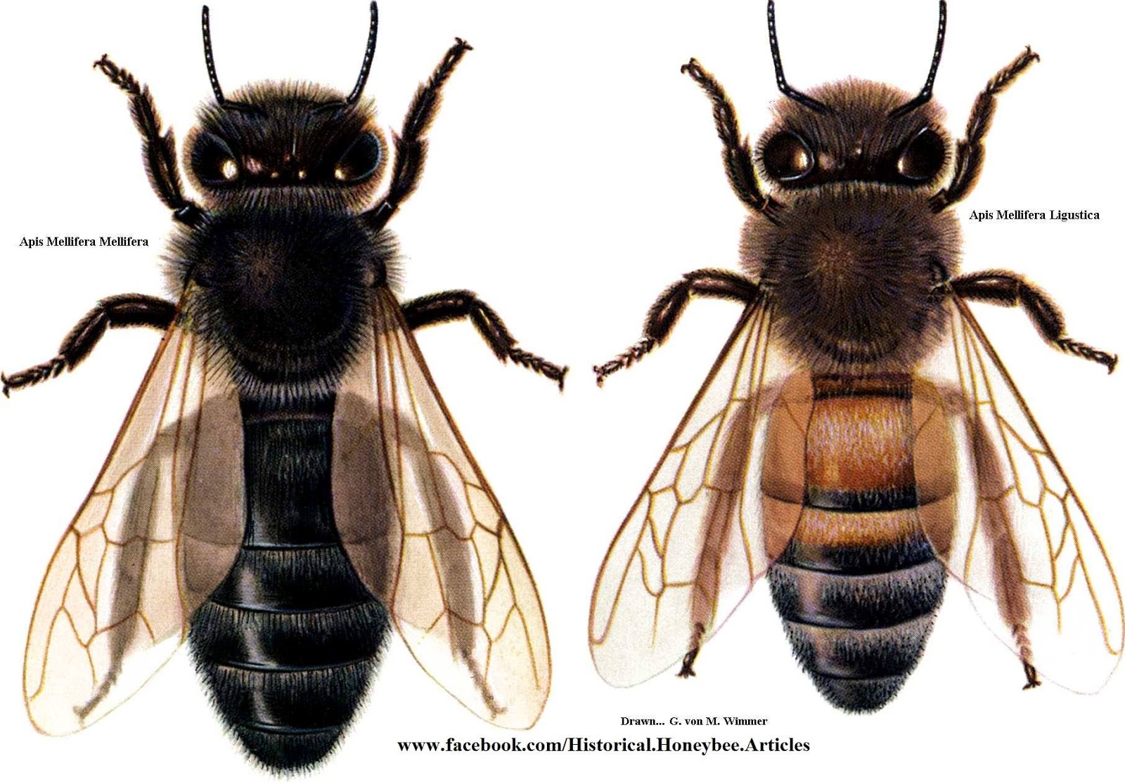 .: A Abelha Ibérica "Apis mellifera iberiensis", a sua conservação e ...