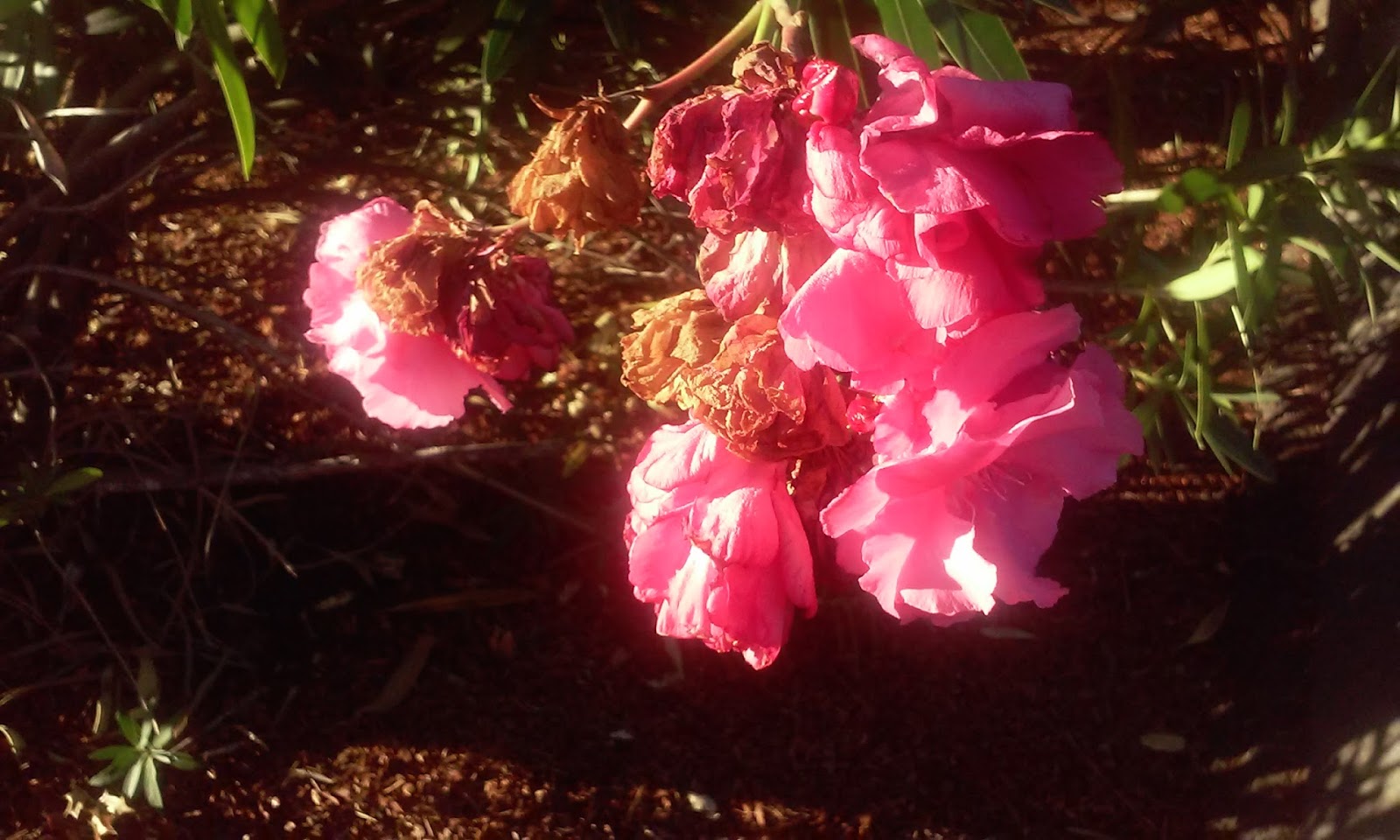 The Dragon's Tales: Heat Bloom