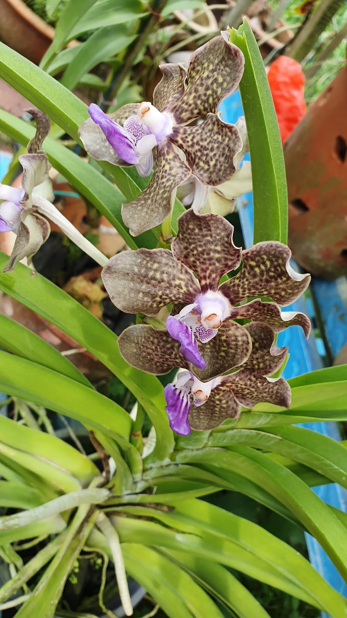 Warisan Petani: Bunga Anggerik Kampungan