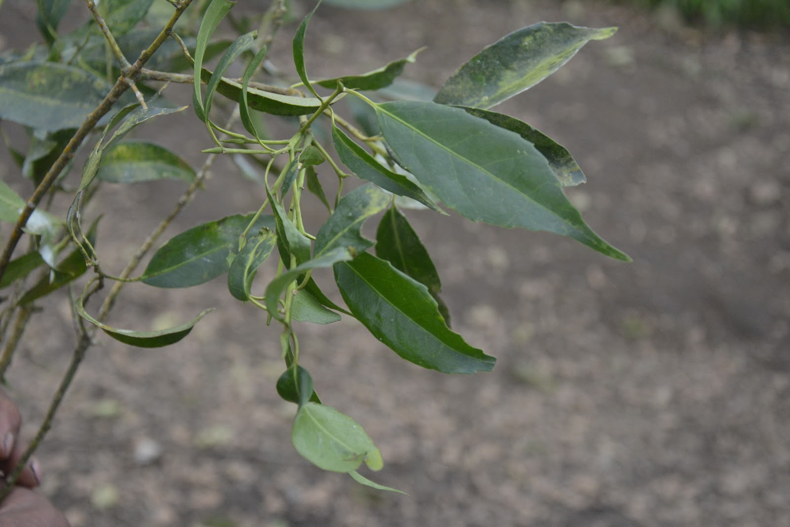 Pohon Merbabu Jebukan atau dondong Alas 23 - FADEL5116